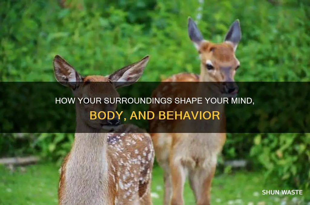 How Your Surroundings Shape Your Mind, Body, And Behavior | ShunWaste