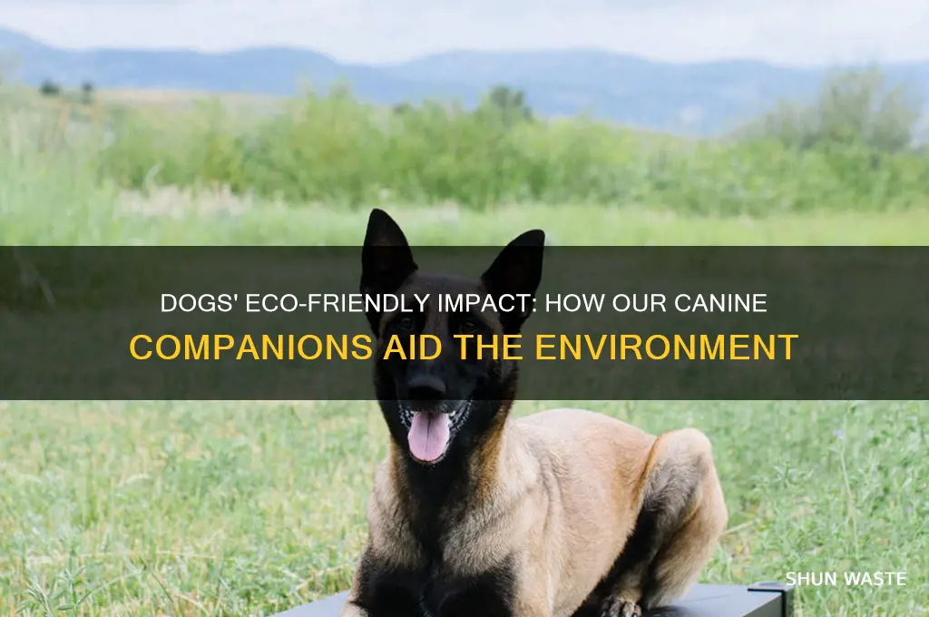 Dogs' Eco-Friendly Impact: How Our Canine Companions Aid The ...