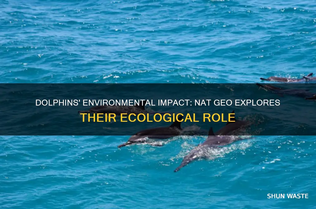 Dolphins' Environmental Impact: Nat Geo Explores Their Ecological Role ...