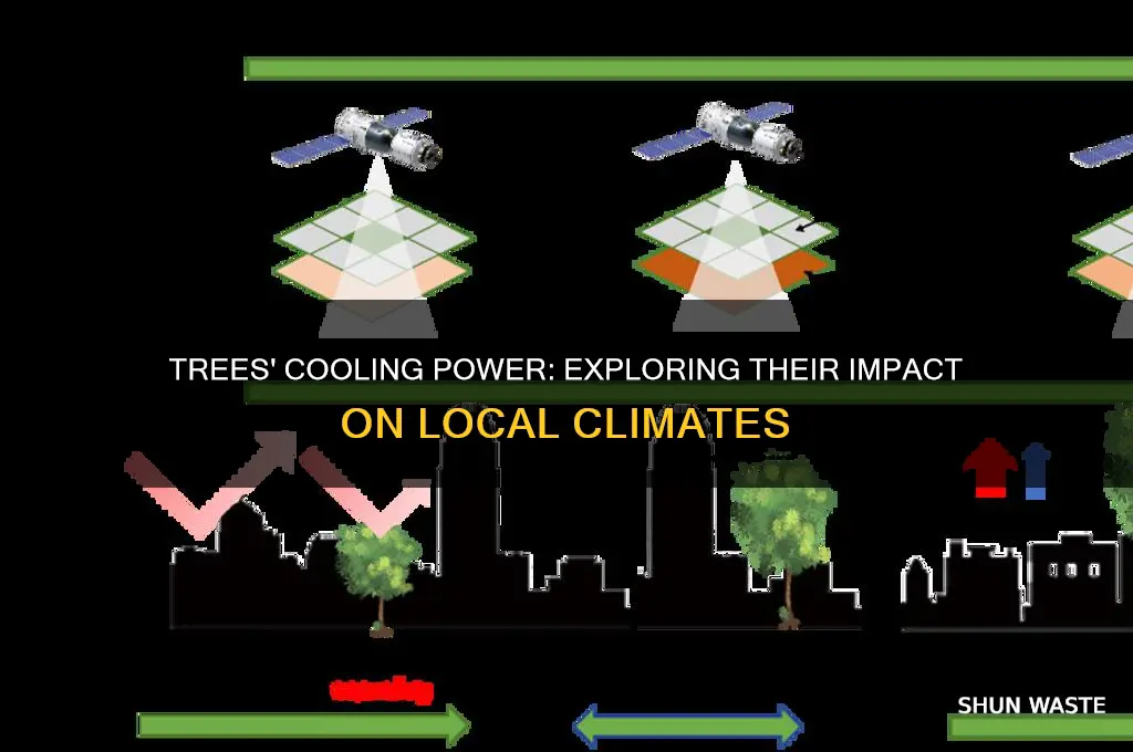 Trees' Cooling Power: Exploring Their Impact On Local Climates | ShunWaste