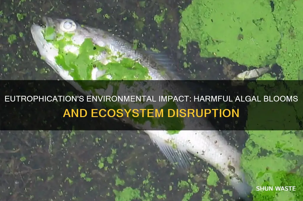 Eutrophication's Environmental Impact: Harmful Algal Blooms And ...