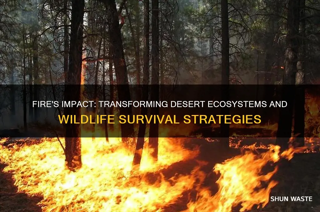 Fire's Impact: Transforming Desert Ecosystems And Wildlife Survival ...