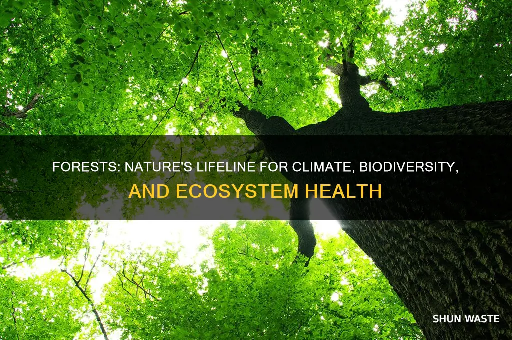 Forests: Nature's Lifeline For Climate, Biodiversity, And Ecosystem ...