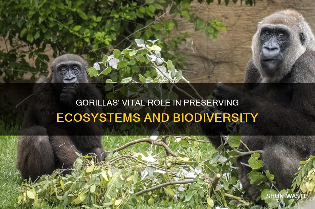 Gorillas' Vital Role In Preserving Ecosystems And Biodiversity | ShunWaste