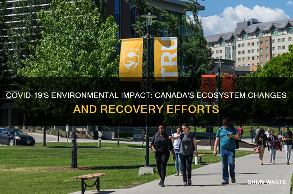 Covid-19'S Environmental Impact: Canada's Ecosystem Changes And ...