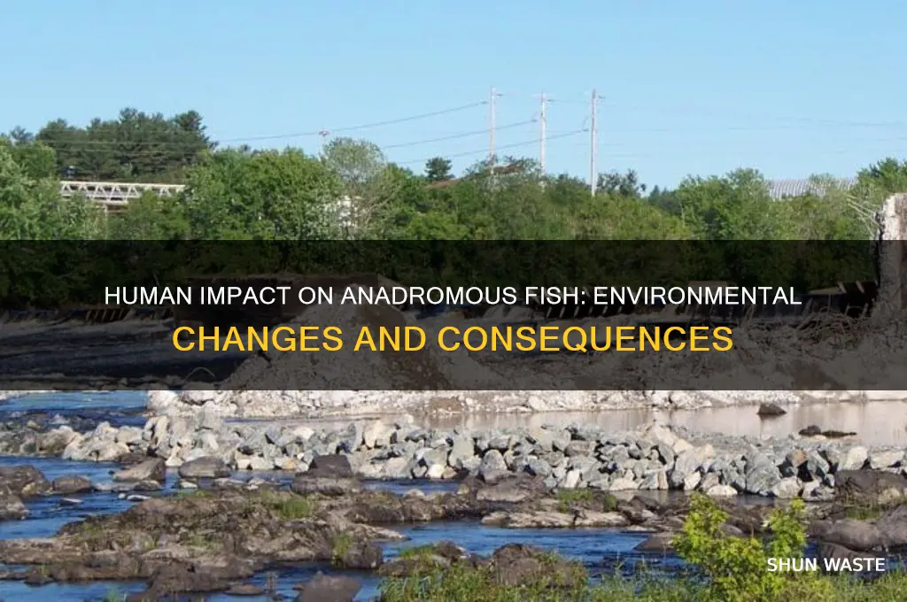 Human Impact On Anadromous Fish: Environmental Changes And Consequences ...