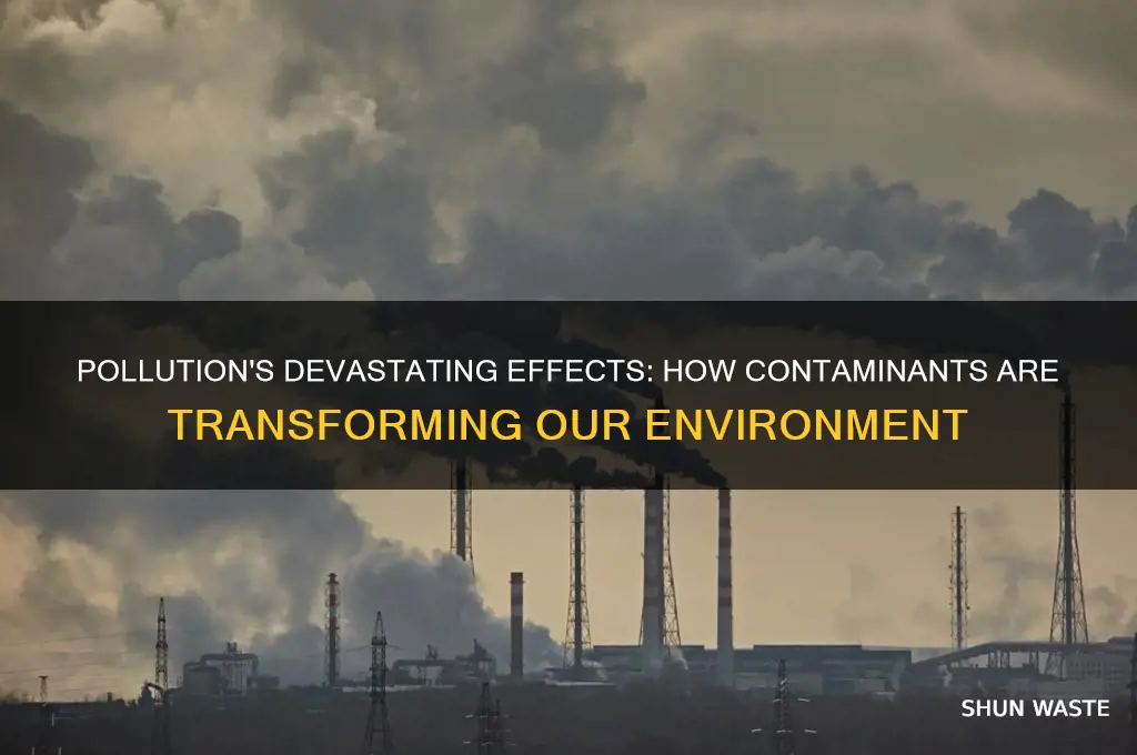 Pollution's Devastating Effects: How Contaminants Are Transforming Our ...