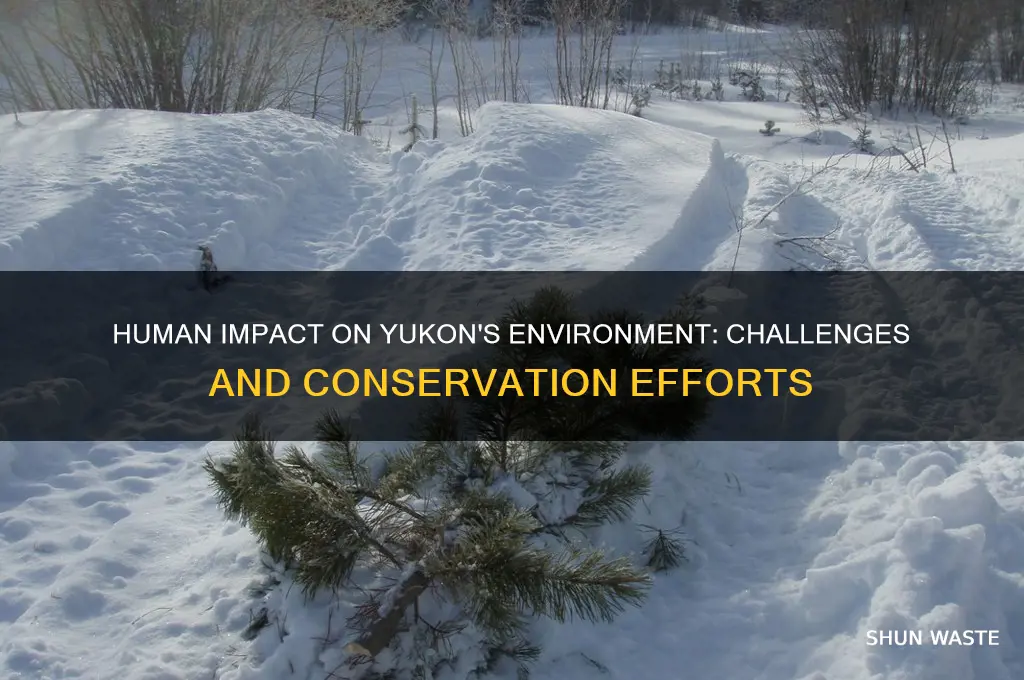 Human Impact On Yukon's Environment: Challenges And Conservation ...