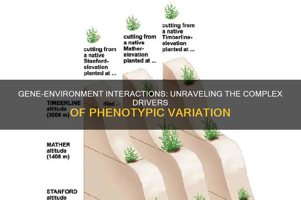 Gene-Environment Interactions: Unraveling The Complex Drivers Of ...