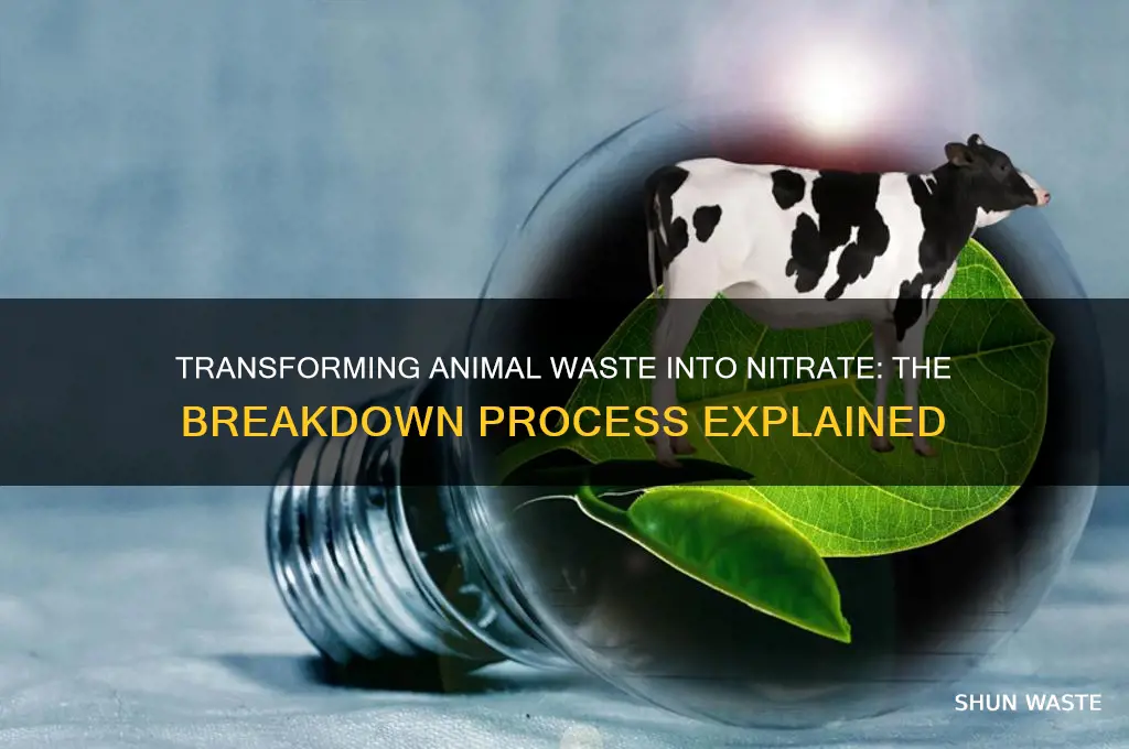 Transforming Animal Waste Into Nitrate: The Breakdown Process Explained ...