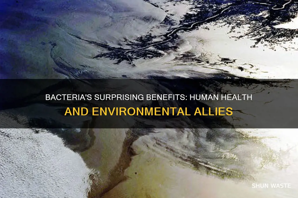 Bacteria's Surprising Benefits: Human Health And Environmental Allies ...
