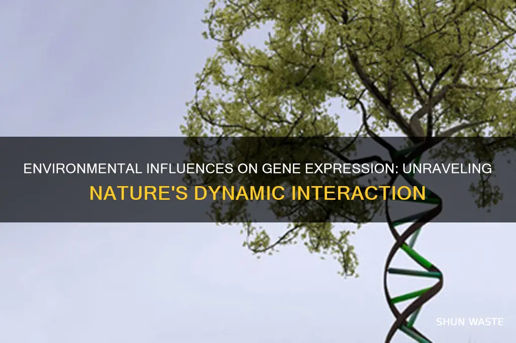 Environmental Influences On Gene Expression: Unraveling Nature's ...