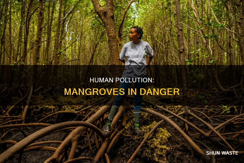 Human Pollution: Mangroves In Danger | ShunWaste