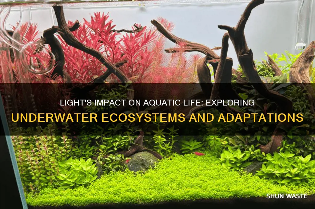 Light's Impact On Aquatic Life: Exploring Underwater Ecosystems And ...