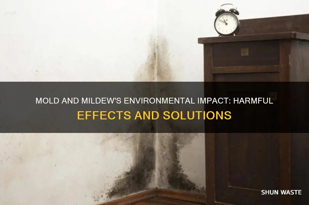 Mold And Mildew's Environmental Impact: Harmful Effects And Solutions ...