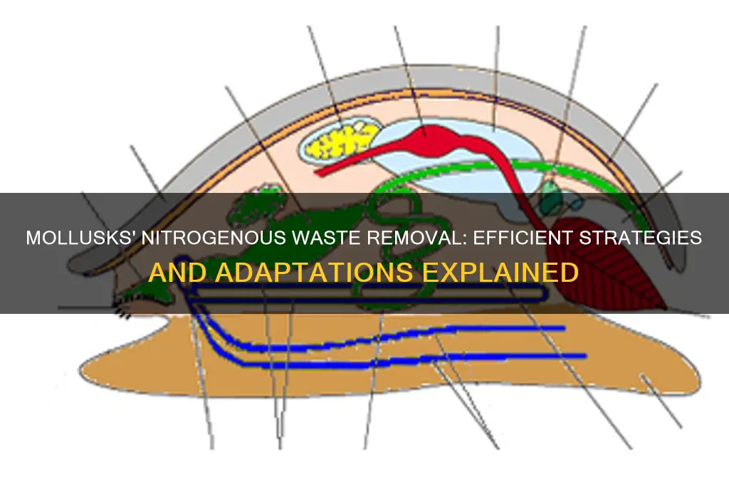Mollusks' Nitrogenous Waste Removal: Efficient Strategies And ...