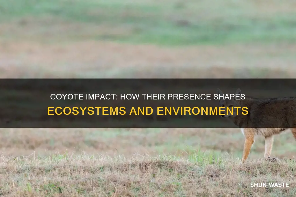 Coyote Impact: How Their Presence Shapes Ecosystems And Environments ...