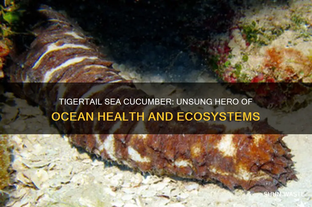 Tigertail Sea Cucumber: Unsung Hero Of Ocean Health And Ecosystems ...