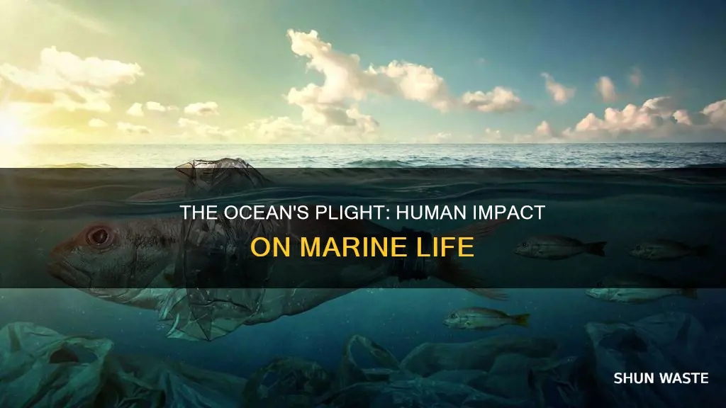 The Ocean's Plight: Human Impact On Marine Life | ShunWaste