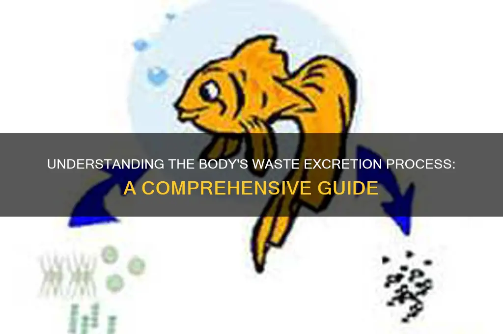 Understanding The Body's Waste Excretion Process: A Comprehensive Guide ...
