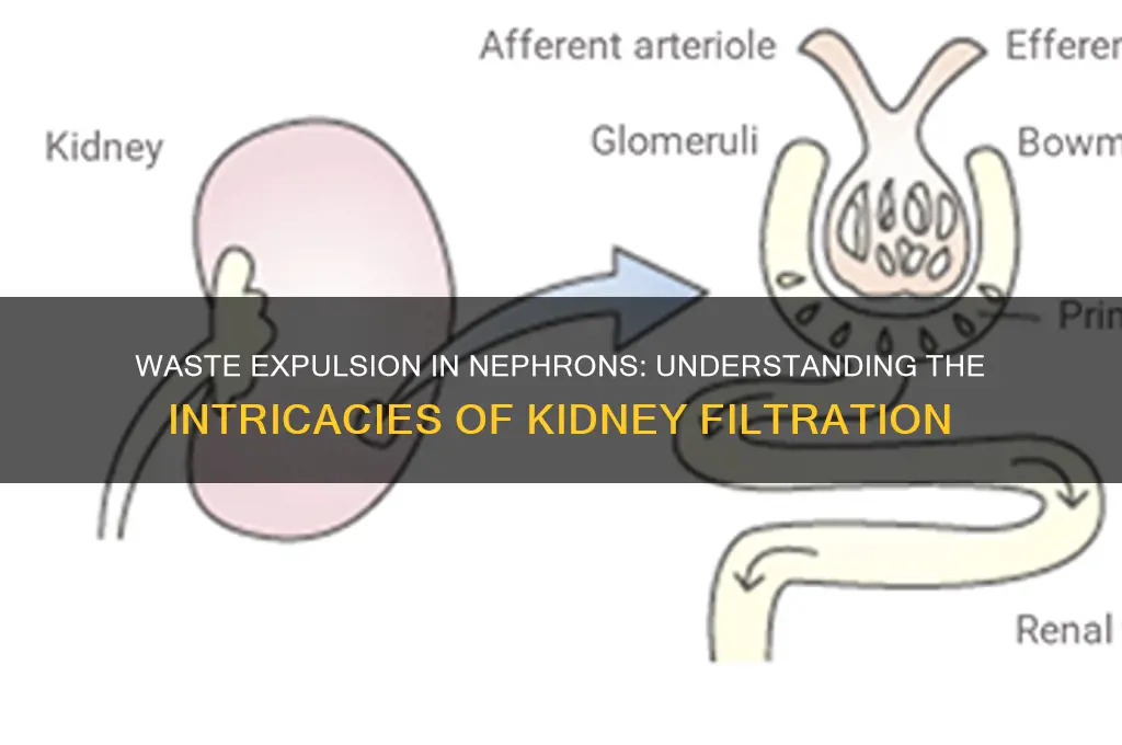 Waste Expulsion In Nephrons: Understanding The Intricacies Of Kidney ...