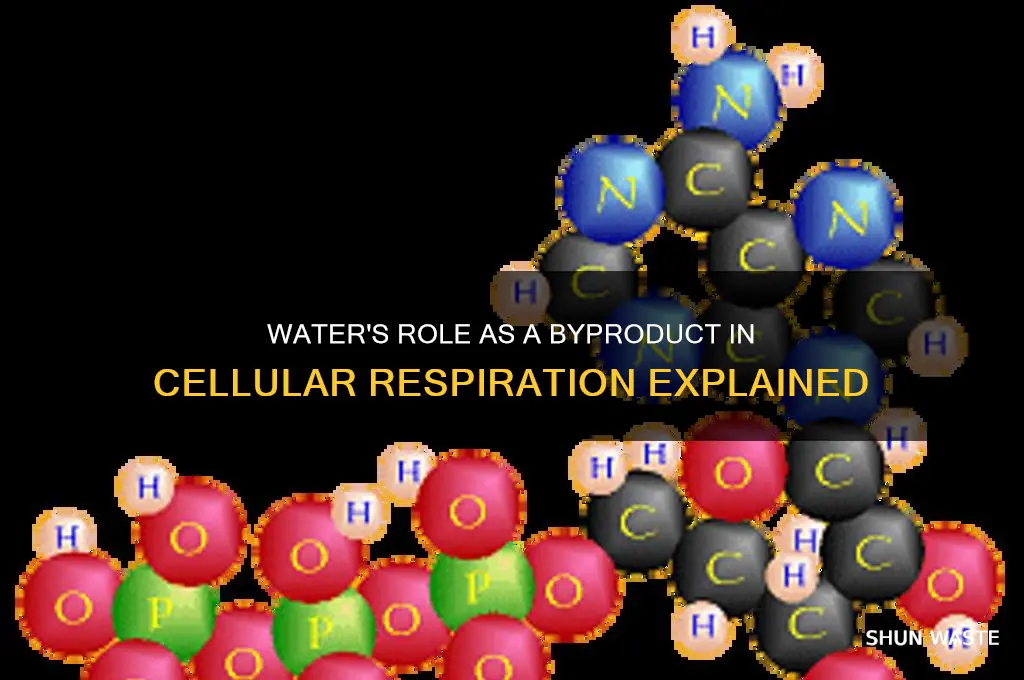 Water's Role As A Byproduct In Cellular Respiration Explained | ShunWaste