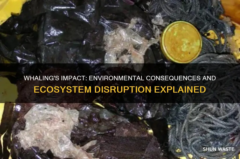 Whaling's Impact: Environmental Consequences And Ecosystem Disruption ...