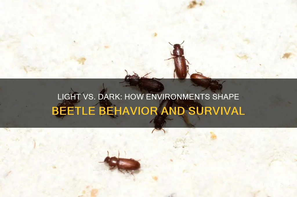 Light Vs. Dark: How Environments Shape Beetle Behavior And Survival ...