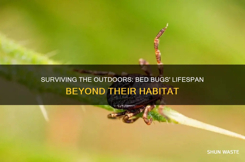 Surviving The Outdoors: Bed Bugs' Lifespan Beyond Their Habitat | ShunWaste