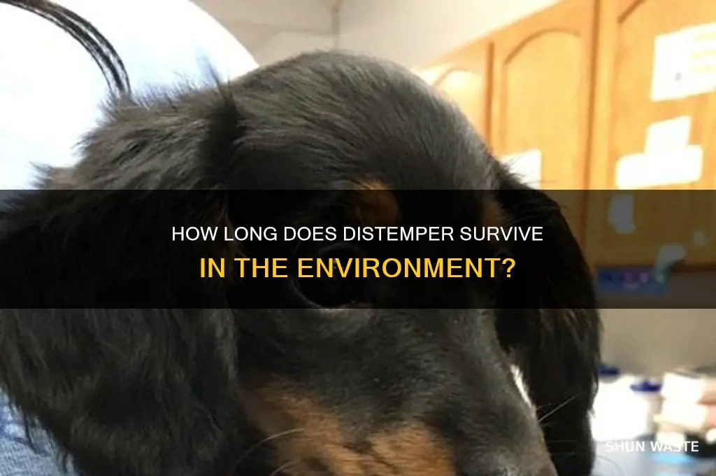 How Long Does Distemper Survive In The Environment? | ShunWaste