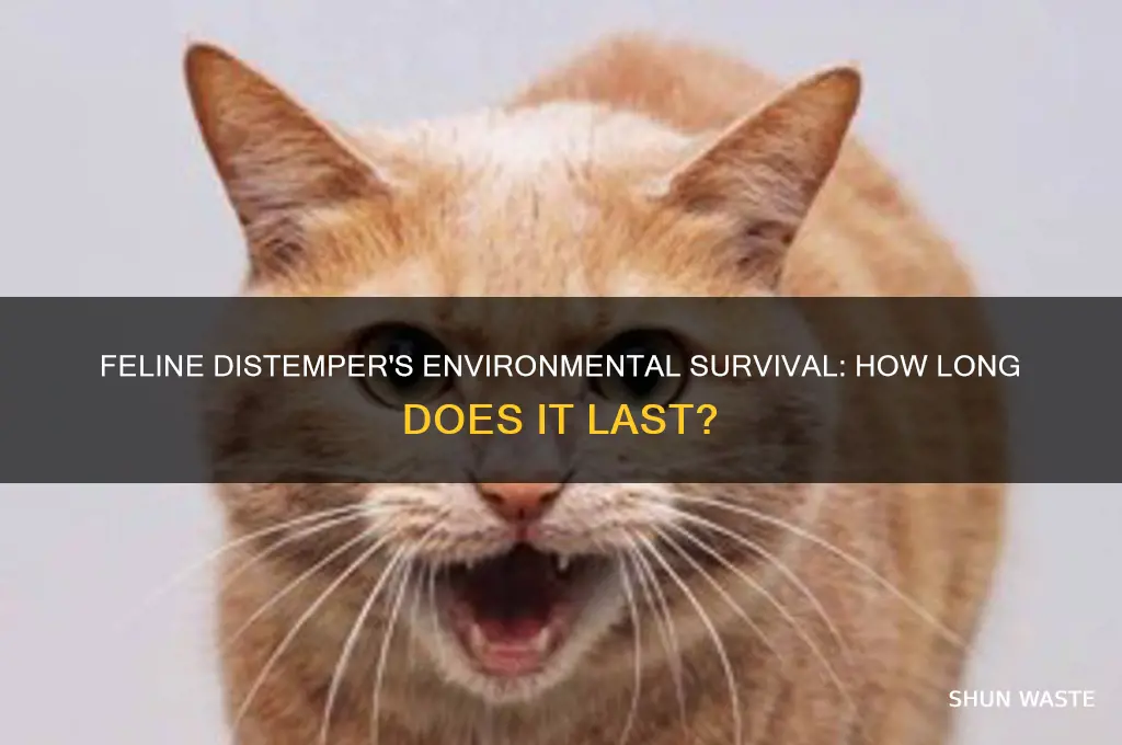 Feline Distemper's Environmental Survival: How Long Does It Last ...