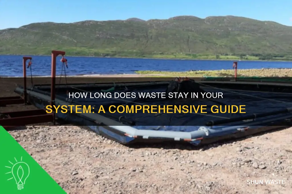 How Long Does Waste Stay In Your System: A Comprehensive Guide | ShunWaste