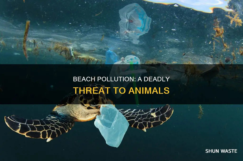 Beach Pollution: A Deadly Threat To Animals | ShunWaste
