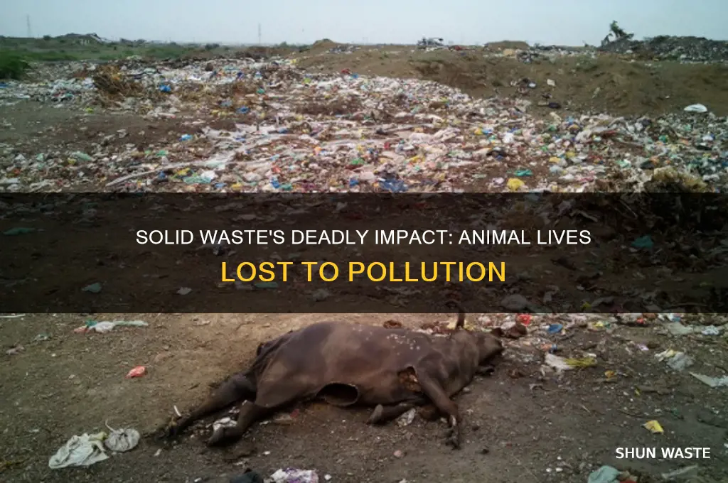 Solid Waste's Deadly Impact: Animal Lives Lost To Pollution | ShunWaste