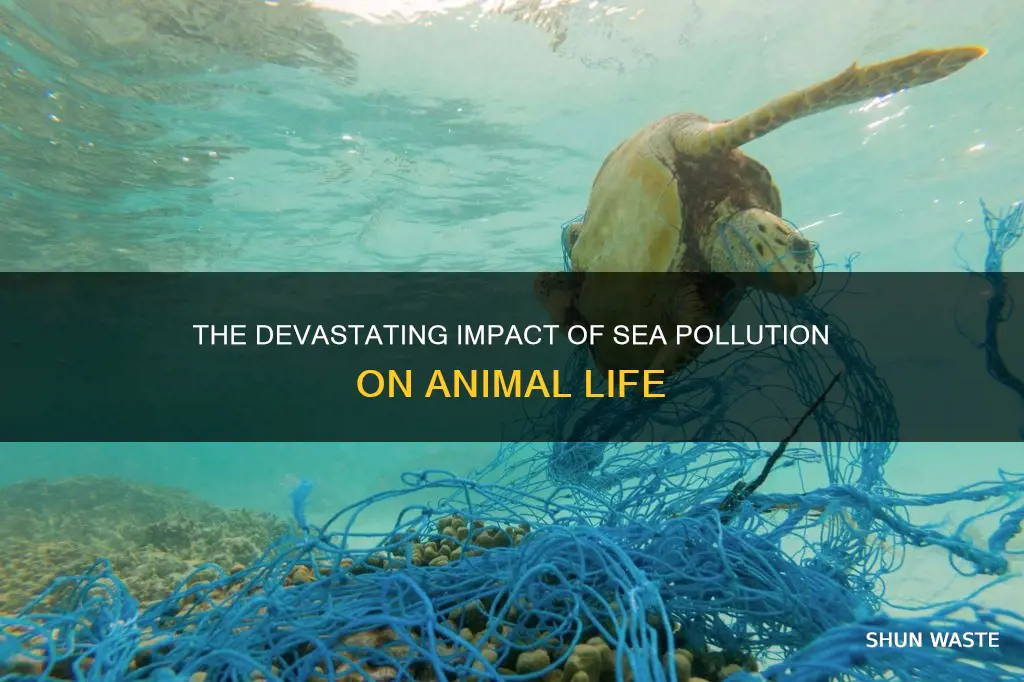 The Devastating Impact Of Sea Pollution On Animal Life | ShunWaste
