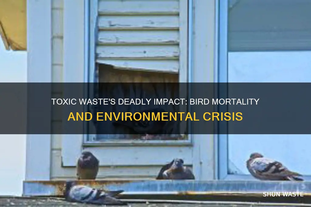 Toxic Waste's Deadly Impact: Bird Mortality And Environmental Crisis ...