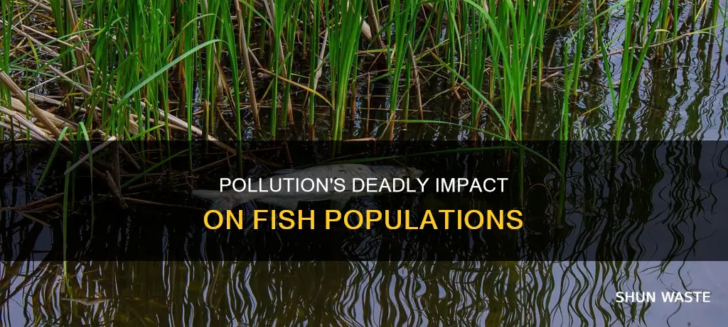 Pollution's Deadly Impact On Fish Populations | ShunWaste
