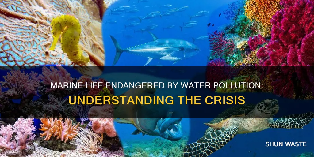 Marine Life Endangered By Water Pollution: Understanding The Crisis ...