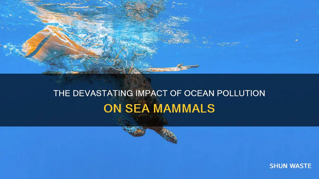 The Devastating Impact Of Ocean Pollution On Sea Mammals | ShunWaste