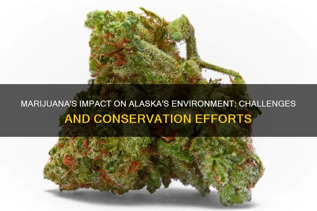 Marijuana's Impact On Alaska's Environment: Challenges And Conservation ...