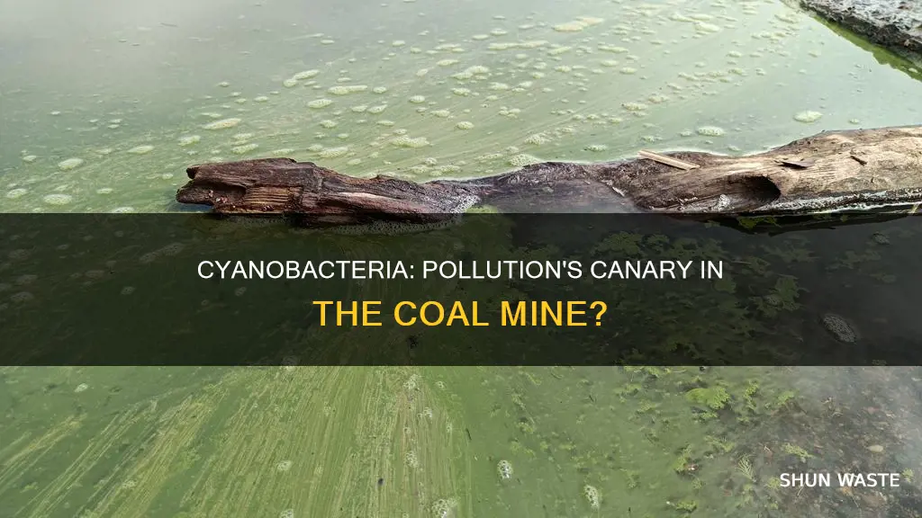 Cyanobacteria: Pollution's Canary In The Coal Mine? | ShunWaste
