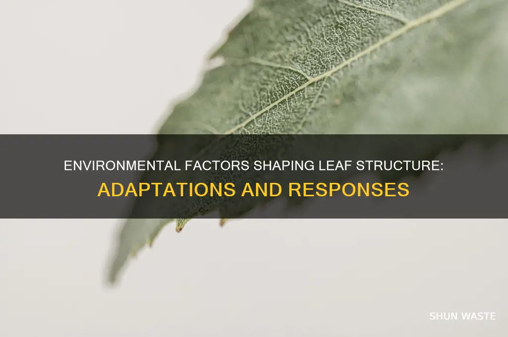 Environmental Factors Shaping Leaf Structure: Adaptations And Responses ...