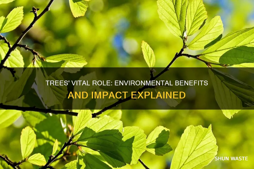 Trees' Vital Role: Environmental Benefits And Impact Explained | ShunWaste