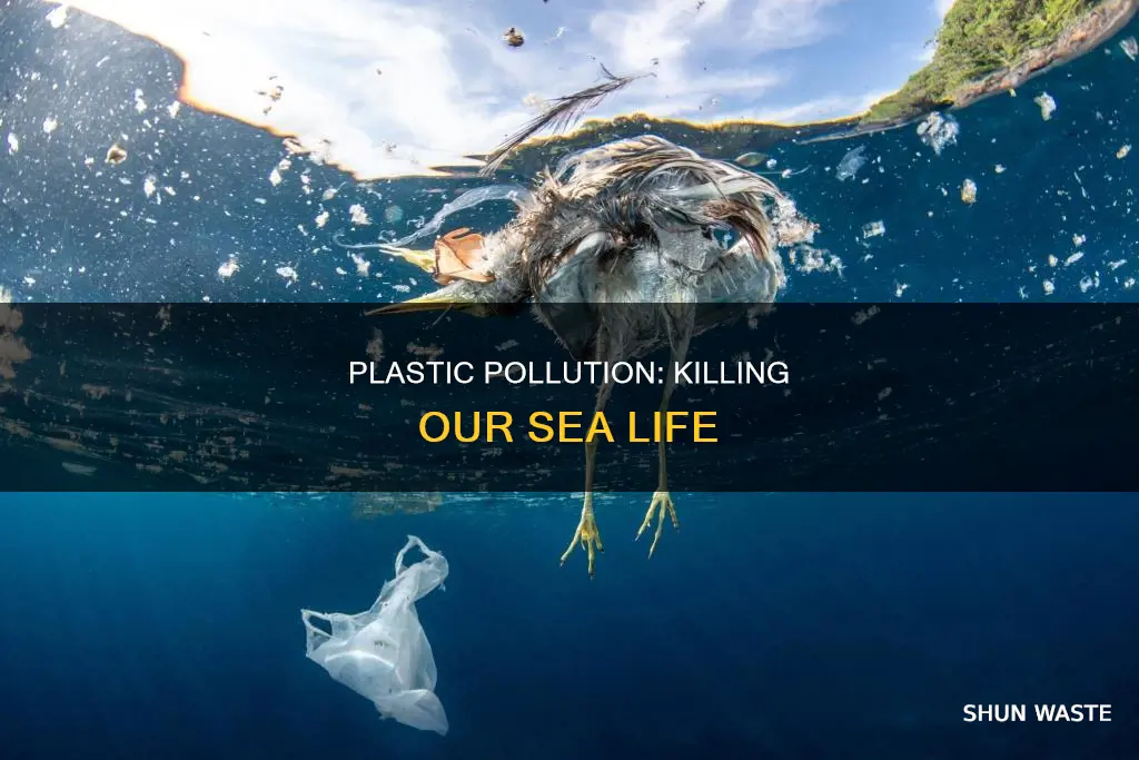 Plastic Pollution: Killing Our Sea Life | ShunWaste