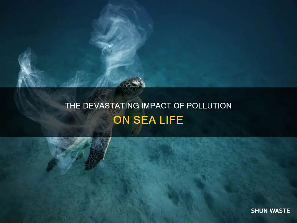 The Devastating Impact Of Pollution On Sea Life | ShunWaste