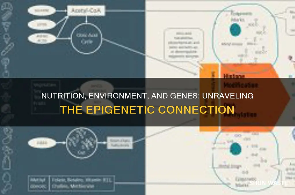 Nutrition, Environment, And Genes: Unraveling The Epigenetic Connection ...