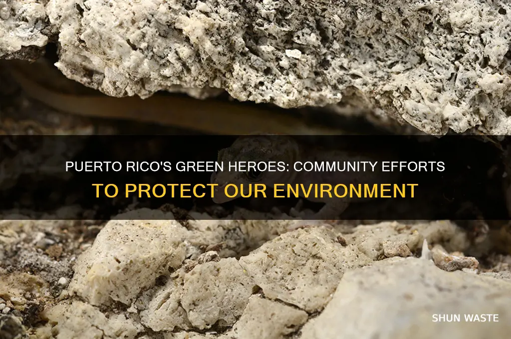 Puerto Rico's Green Heroes: Community Efforts To Protect Our ...