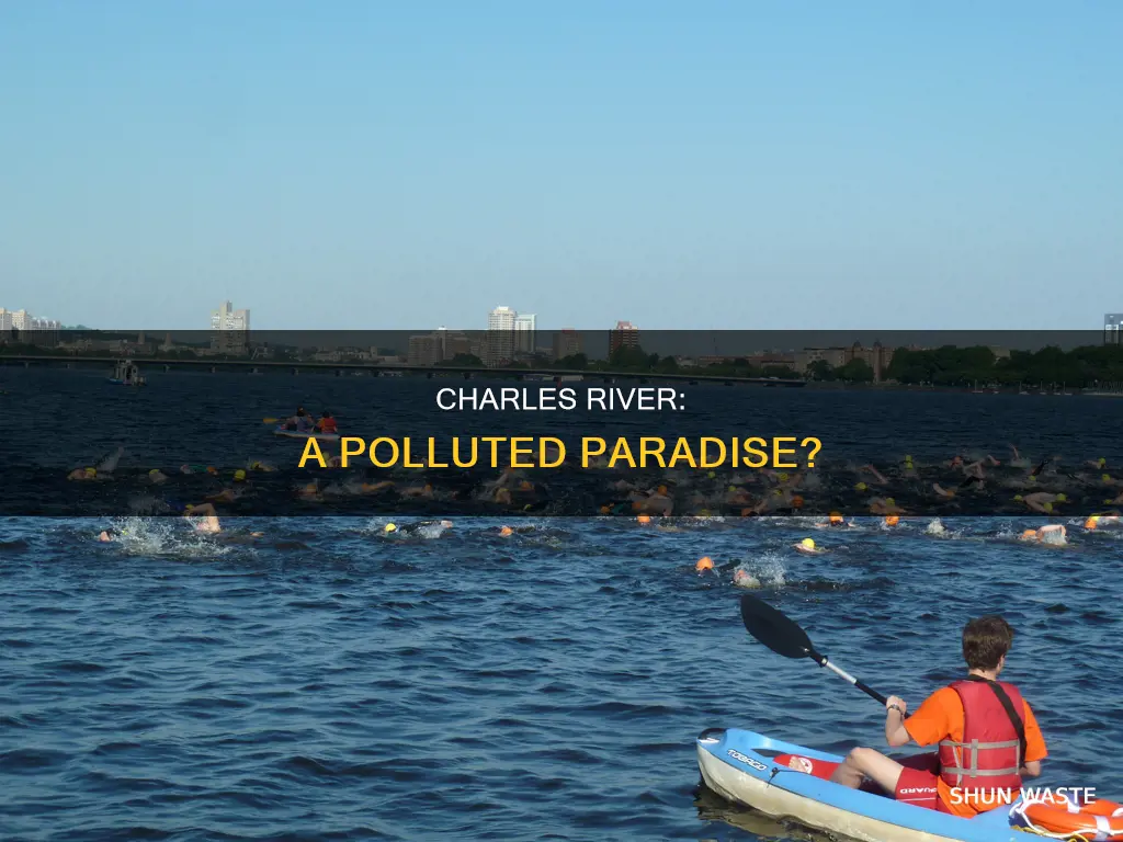 Charles River: A Polluted Paradise? | ShunWaste