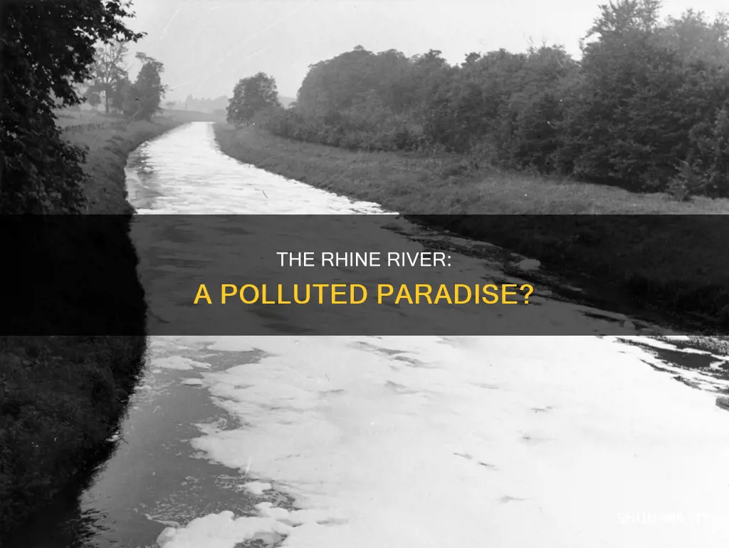 The Rhine River: A Polluted Paradise? | ShunWaste