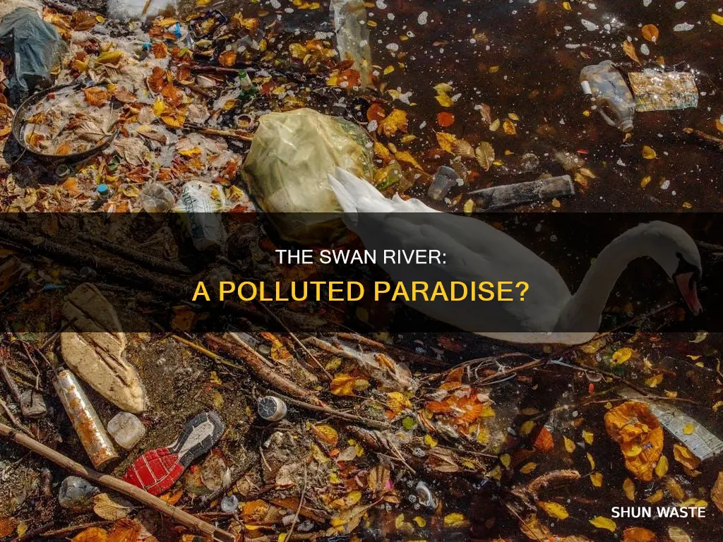 The Swan River: A Polluted Paradise? | ShunWaste